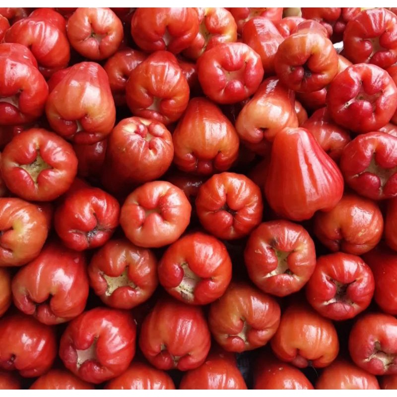 Jual jambu merah madu 1 kg | Shopee Indonesia