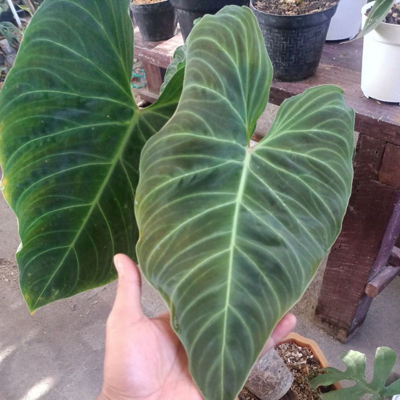 Jual PHILO DENDRON Splendid (Melano x verocosum) | Shopee Indonesia