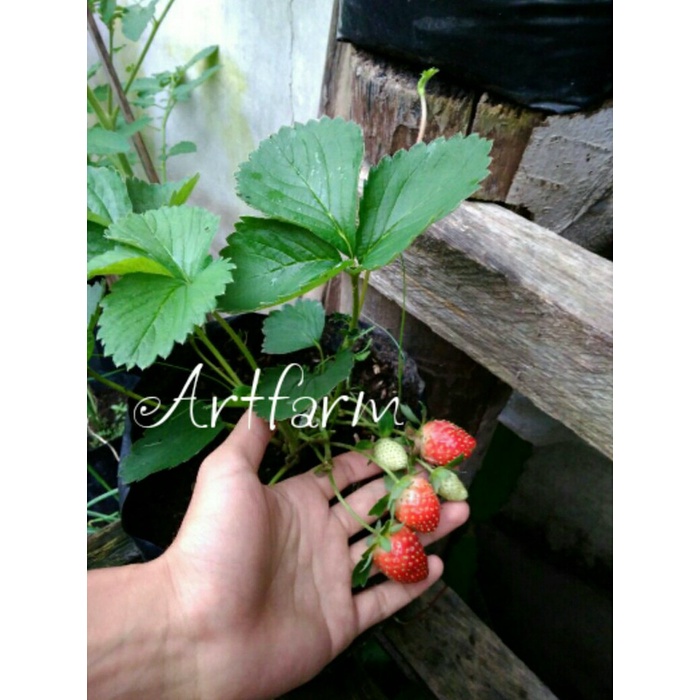 Jual Tanaman Strawberry/ Bibit Strawberry Earlybrit CCCC | Shopee Indonesia