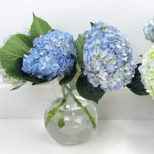 Jual Pancawarna (Hydrangea macrophylla ) Fresh Cut Bunga Potong Segar ...