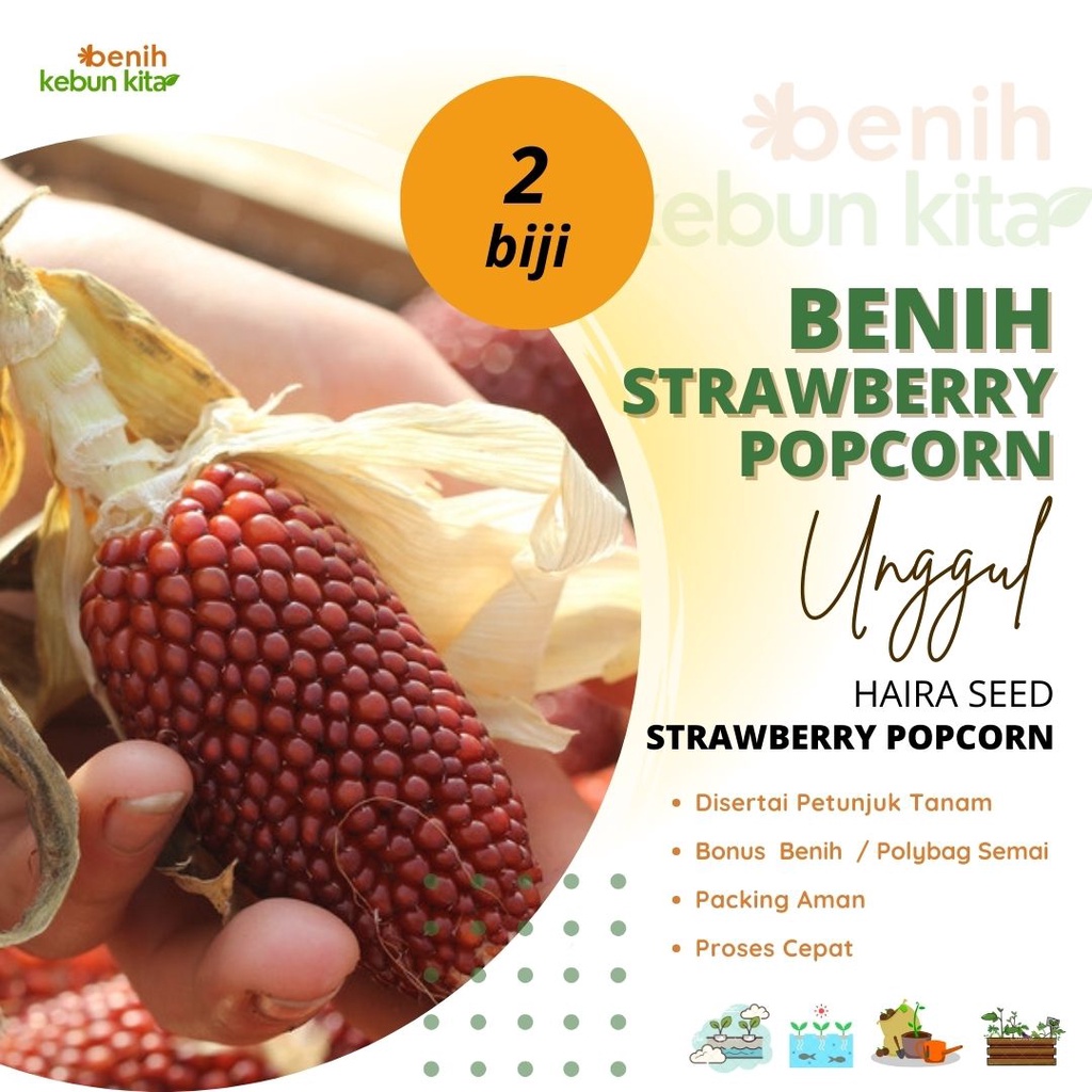 Jual Benih / Biji Strawberry Popcorn || Benih Sayuran Jagung Popcorn ...