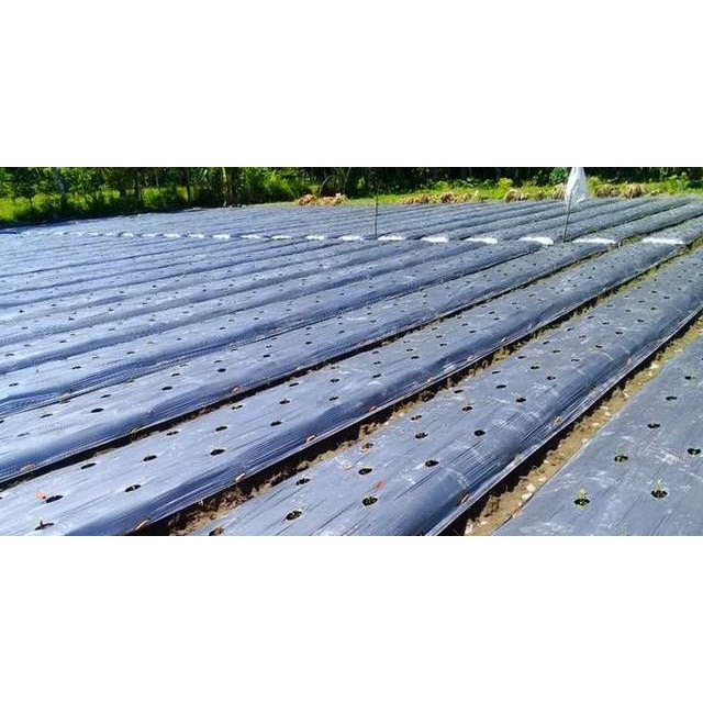 Jual Plastik Mulsa (PAKET) Lebar 90 Atau 120 - Custom Panjang Per 10 ...