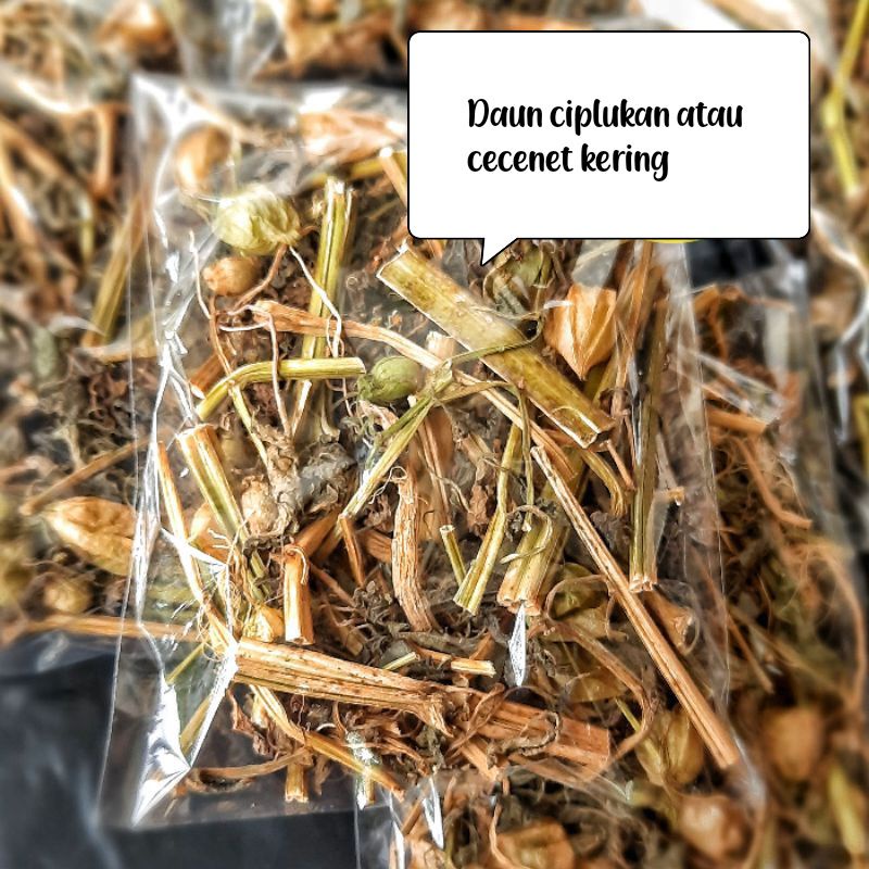 Jual daun ciplukan kering atau cecendet kering 100 gram murni | Shopee ...