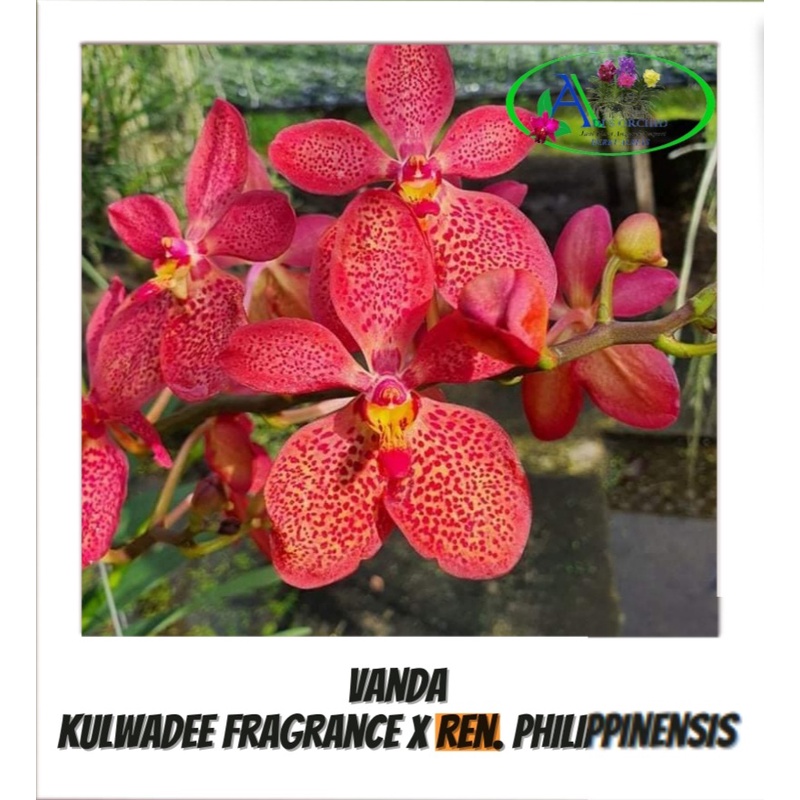 Jual Anggrek Vanda Kulwadee Fragrance x Ren. Philippinensis | Shopee ...
