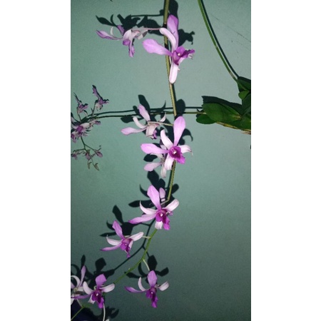 Jual Anggrek Dendrobium Indonesia (Larat x Besi) | Shopee Indonesia