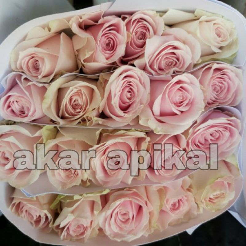 Jual Bunga Mawar Potong Segar / Bunga Mawar Potong (ada variasi warna ...