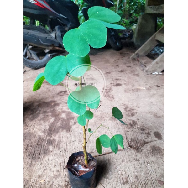 Jual Tanaman Bunga Kupu-Kupu - Bibit Pohon Kupu-Kupu - Bauhinia ...