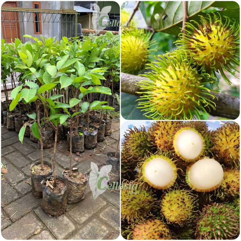Jual Bibit Tanaman Buah Rambutan Rapiah Okulasi (Bisa tabulampot ... Jual Bibit Tanaman Buah Rambutan Rapiah Okulasi (Bisa tabulampot ...