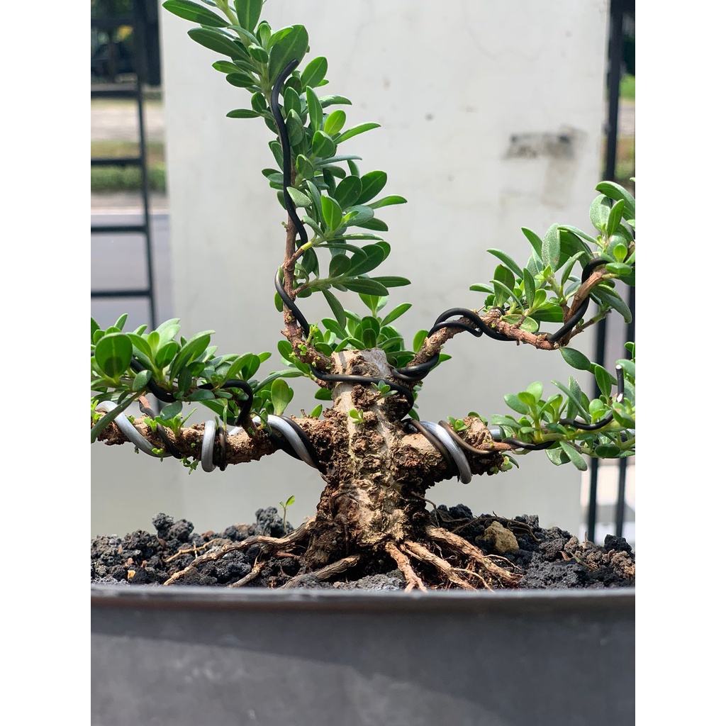 Jual karyakita88 bonsai santigi setigi stigi Mame 29-01-2023 | Shopee ...