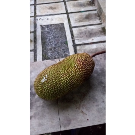 Jual buah cempedak/ 1 buah 2kg | Shopee Indonesia