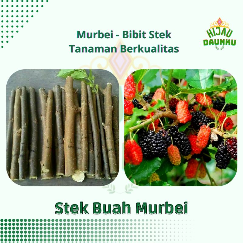 Jual Bibit Stek Batang Murbei Atau Mulberry Fres Segar Cutting Murberi ...