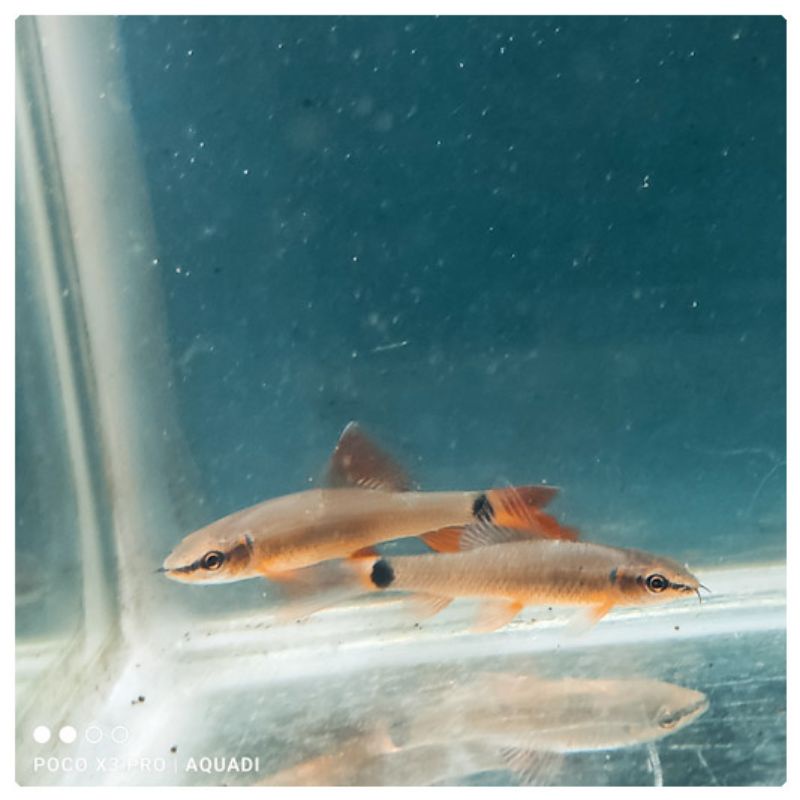 Jual Ikan Red Fin Shark | Shopee Indonesia