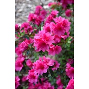 Jual Tanaman Hias Hidup Bunga Azalea Pink Tumpuk - Bunga Hidup Saliyah ...