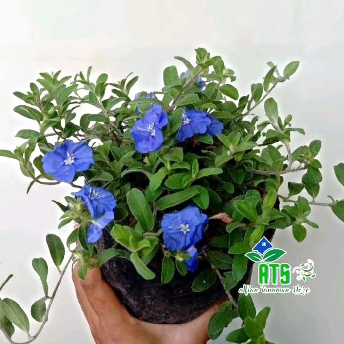 Jual tanaman hias bunga baby blue eyes - tanaman gantung bunga baby ...