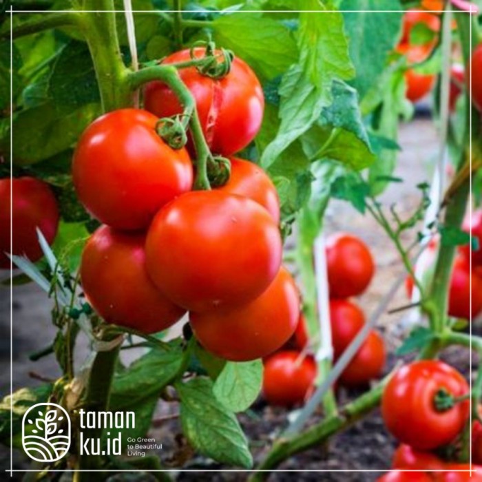 Jual Bibit tomat tanaman buah tomat hidup siap tanam UNGGULAN | Shopee ...
