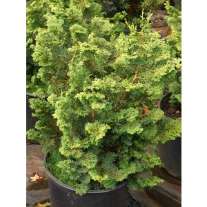 Jual Benih Pohon Bonsai Cemara Jepang Hinoki Cypress - Japanese White ...