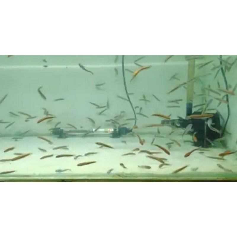 Jual baby chana limbata ukuran 2-3 cm | Shopee Indonesia