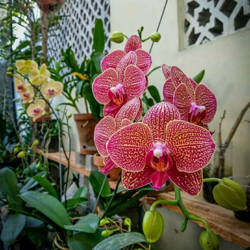 Jual ANGGREK BULAN JUMBO CLEOPATRA KOLEKSI-Sudah Spike/Knop BUNGA MEKAR ...