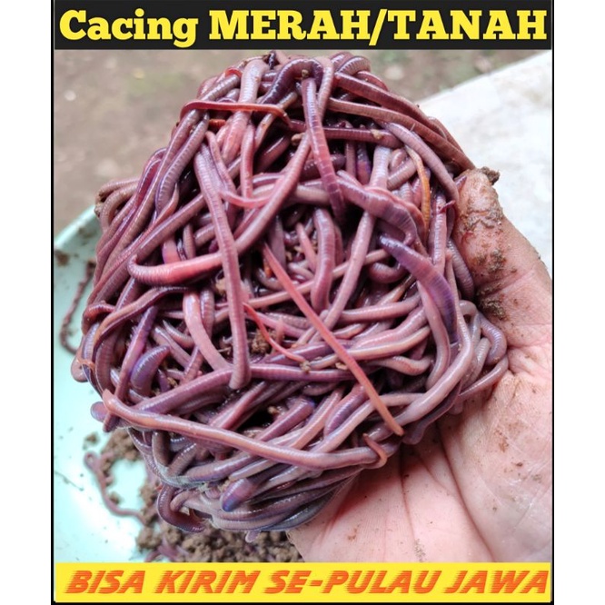 Jual Cacing Tanah | Cacing Merah ANC 1 Kg (NON kotoran Hewan) | Shopee ...