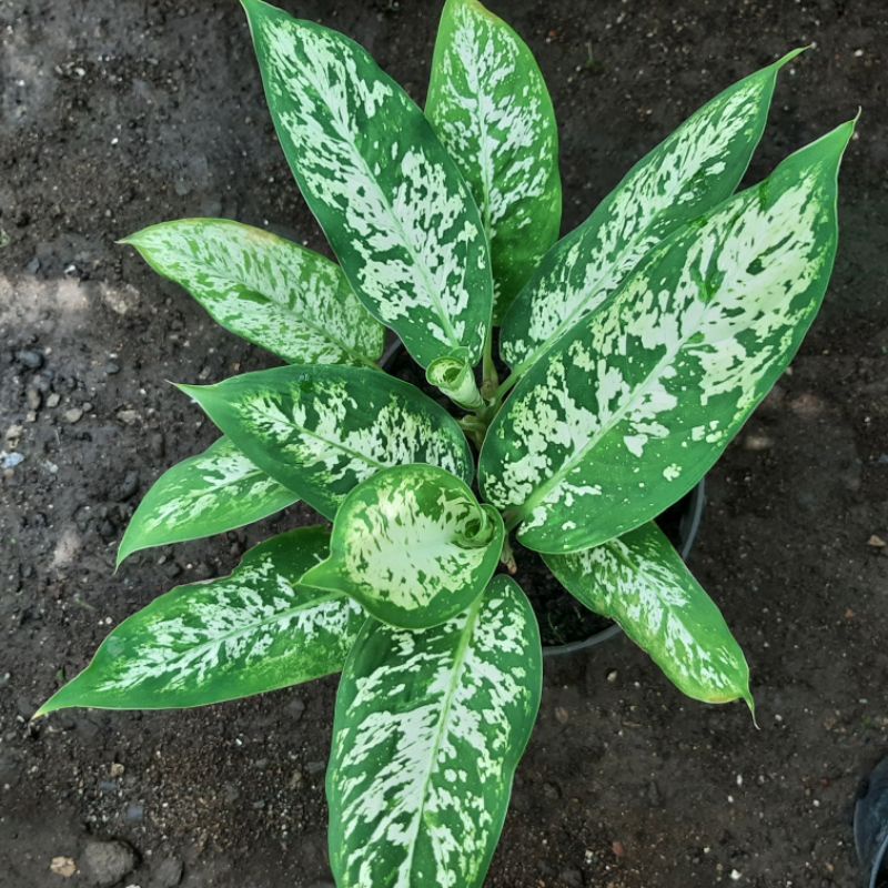 Jual Dieffenbachia | diffen | difen | diven brazilian | Shopee Indonesia