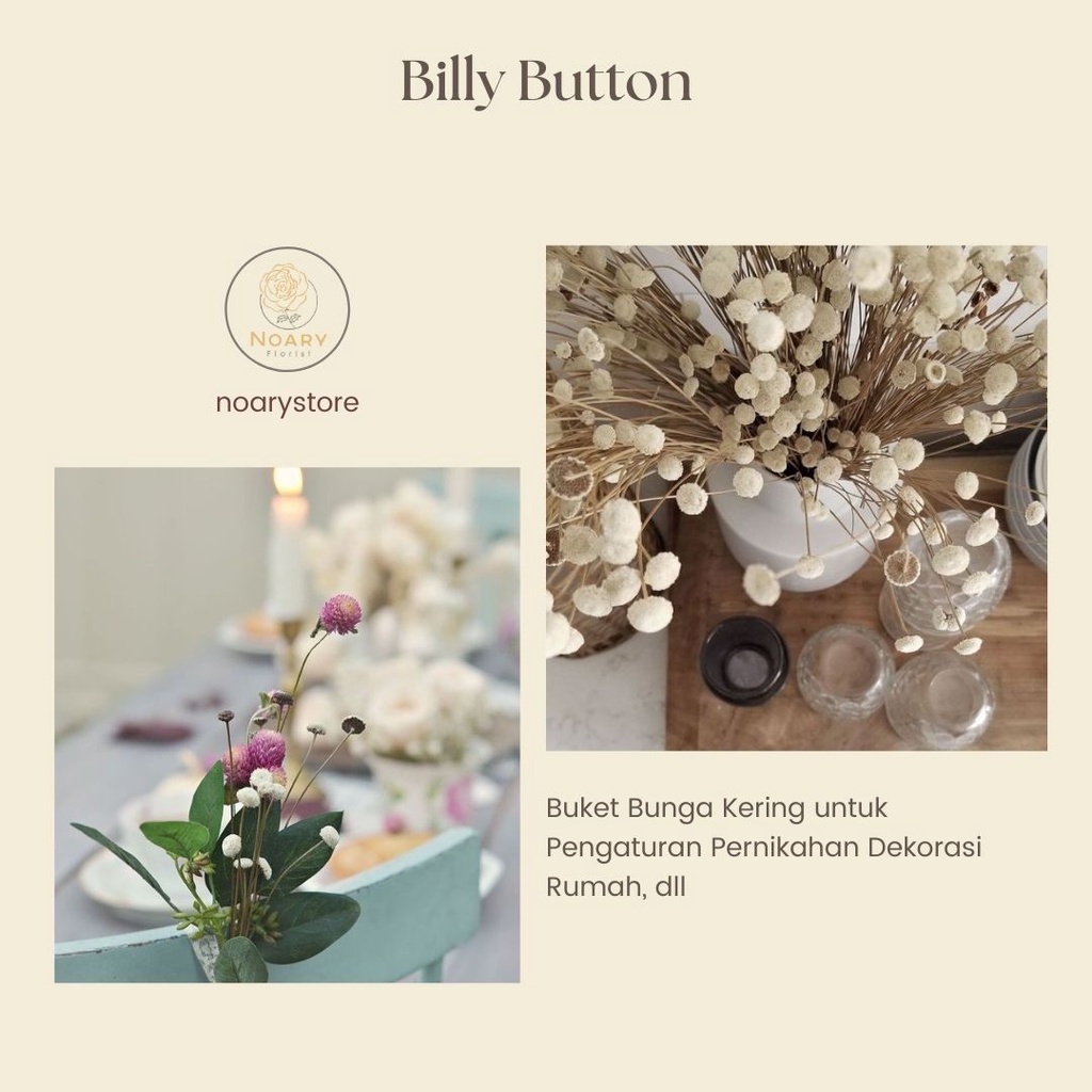 Jual BILLY BUTTON / Bunga Kering | Shopee Indonesia