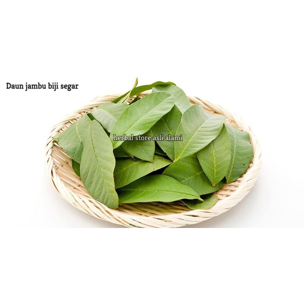 Jual herbal Daun jambu biji segar obat diare dll 1 kg | Shopee Indonesia