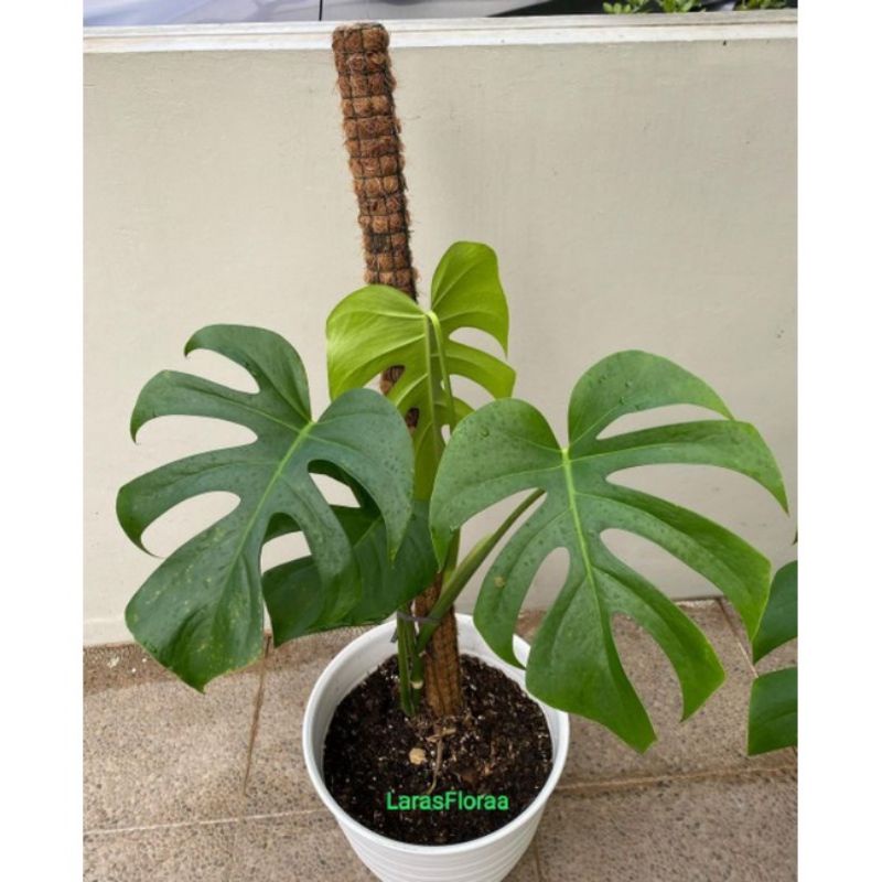 Jual (BISA COD) Tanaman hias Monstera deliciosa bunga hidup monstera ...