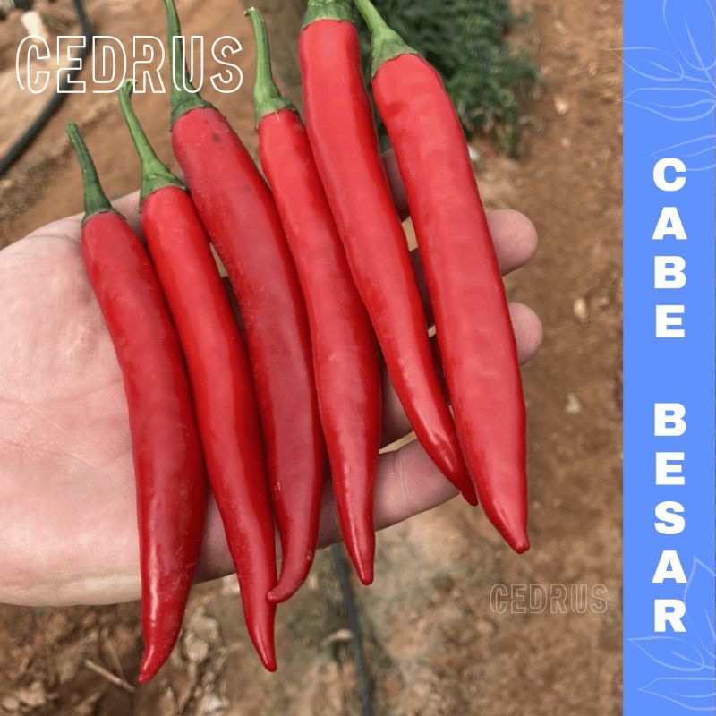 Jual CABE BESAR (isi-5) - Benih Biji Cabai Teropong | Shopee Indonesia