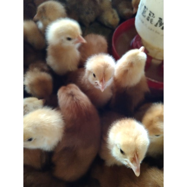 Jual doc anak ayam petelor/layer isi 100+2ekor | Shopee Indonesia