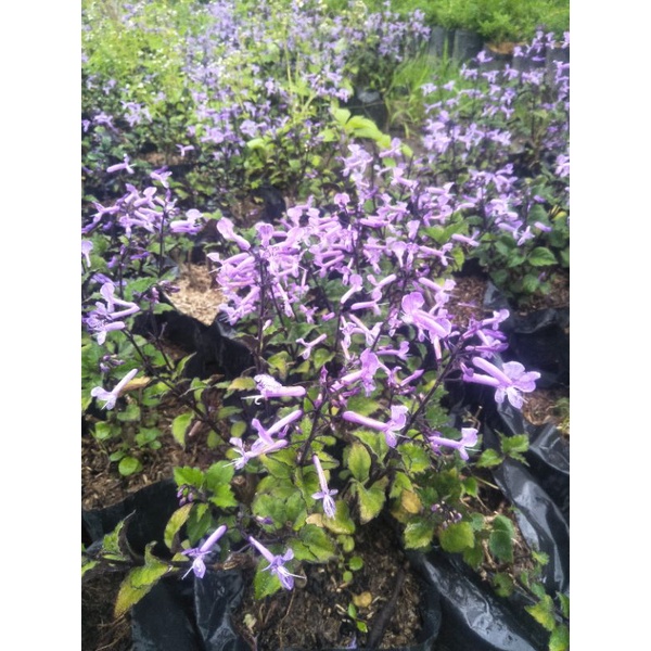 Jual Bunga Ungu Cantik | Shopee Indonesia