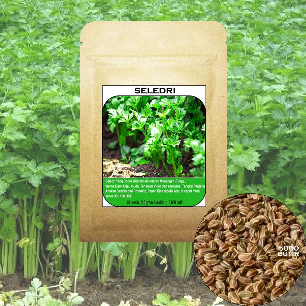 Jual Benih Seledri Isi 2,5 gram ( 5000 butir ) | Shopee Indonesia