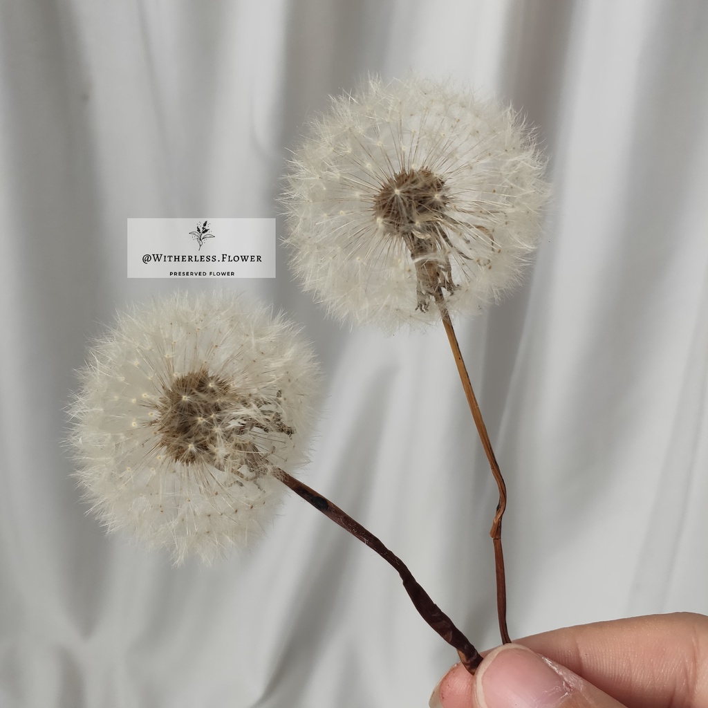 Jual 1 Tangkai Preserved Dandelion Flower / Dried Flower Awetan / Bunga ...