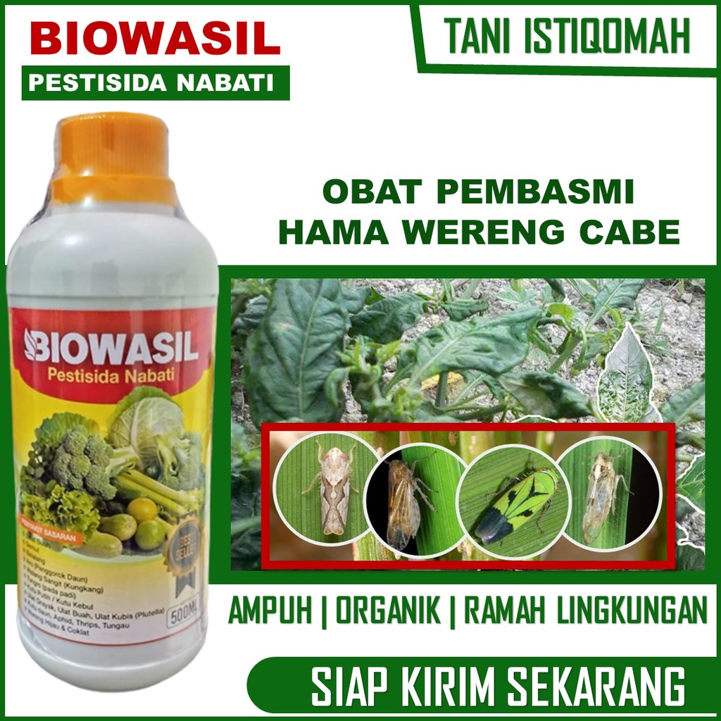 Jual OBAT SEMPROT Anti Hama Cabe - 500 ML Pestisida Ulat Cabe, Wereng Cabe / Lombok / Cabai ...