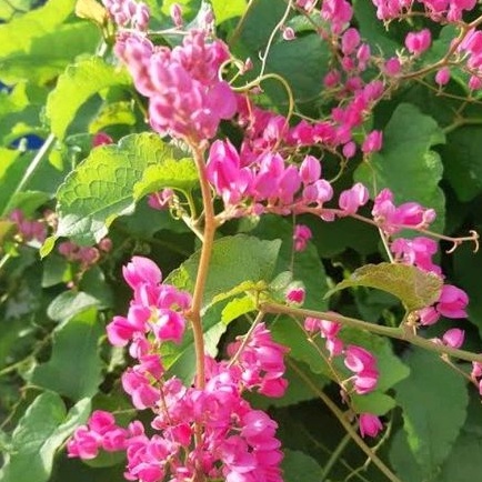 Jual Bunga Vegetasi AMP Merah Air Mata Pengantin untuk pakan klanceng ...