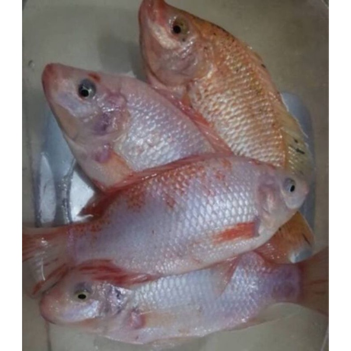 Jual Ikan Nila Merah segar fresh dari ikan hidup 1kg (isi 3-6 ekor ...