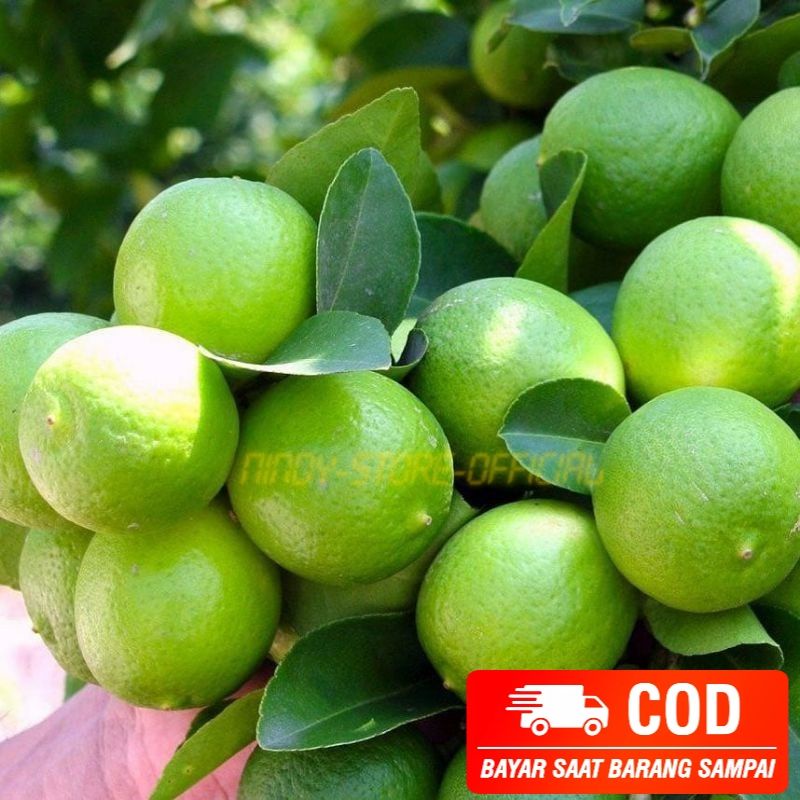 Jual 🆕 SUDAH BERBUAH 🆕 Bibit Unggul Tanaman Buah Jeruk Nipis Super ...