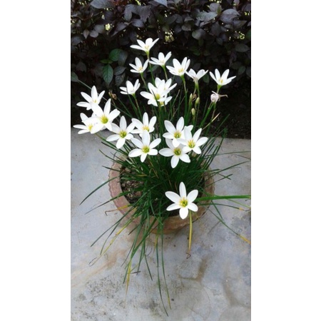 Jual TANAMAN HIAS RAIN LILY BUNGA PUTIH / LILI HUJAN PUTIH | Shopee ...