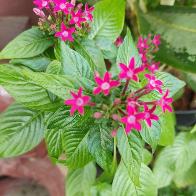 Jual Bunga Pentas merah fanta | Shopee Indonesia