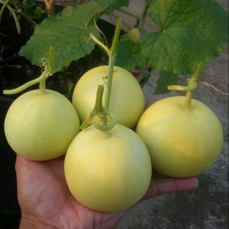 Jual FANSTORE_PKU - 5 Biji Benih Buah Apel Melon / Silver Light ...