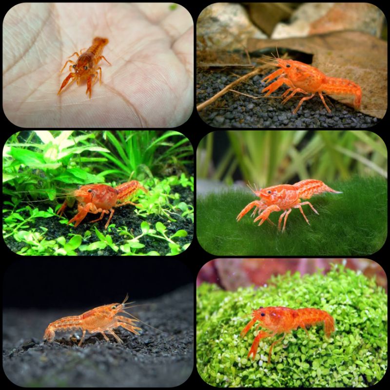 Jual lobster mini mexico/ mexican dwarf crayfish untuk aquarium dan ...