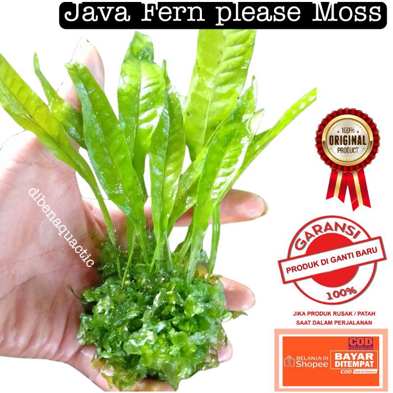 Jual Microsorum Pteropus Java Fern kadaka please Moss pelia media ...