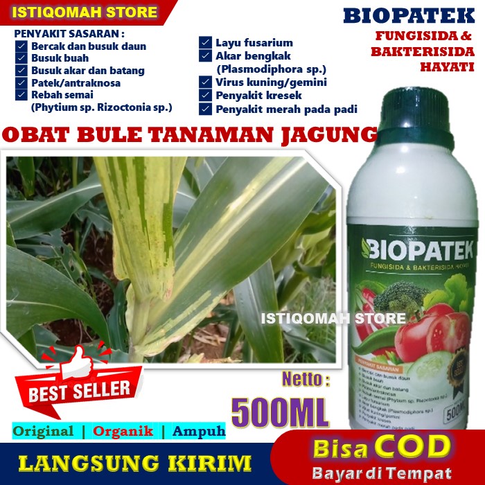 Jual Obat Bule Pada Tanaman Jagung BIOPATEK 500ML Fungisida & Bakterisida Hayati Obat Anti Jamur ...