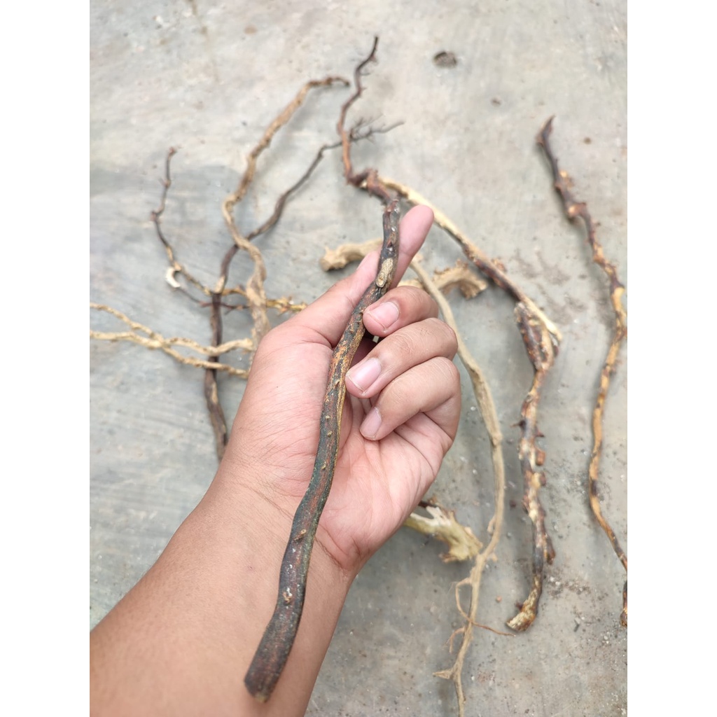 Jual Bahan Akar Bahar Brahma Size Kantor Original | Shopee Indonesia