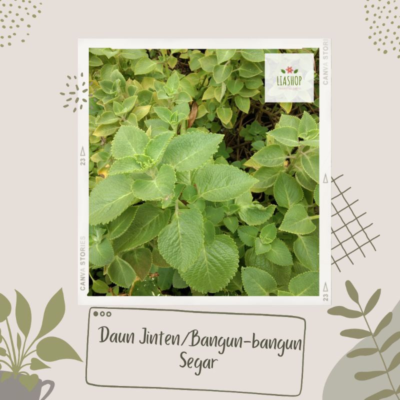 Jual Daun Jinten/Bangun-Bangun/Jintan Petik Segar Tanaman Herbal/Obat ...