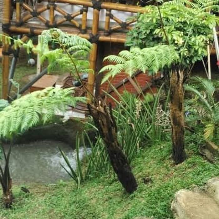 Jual Pohon Pakis Monyet Besar 1 Meter (Cyrtomium falcatum,) - Tanaman ...