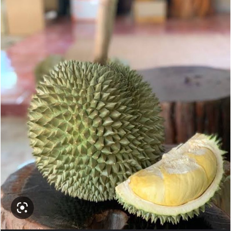 Jual BIBIT TANAMAN DURIAN KANYAO THAILAND (berbuah pendek) | Shopee ...