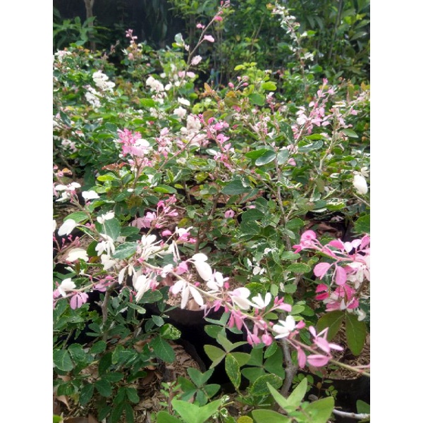 Jual Tanaman hias Kranji Asem Belanda bunga putih Bahan Bonsai | Shopee ...