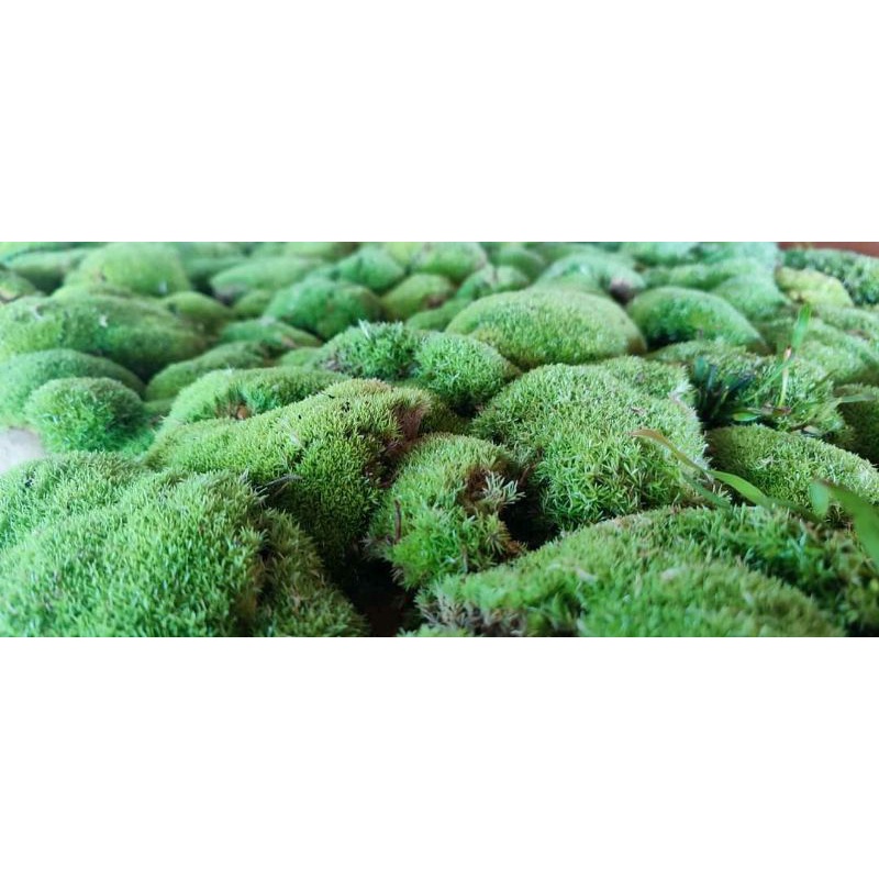 Jual Moss Mutiara clump 1kg | Shopee Indonesia