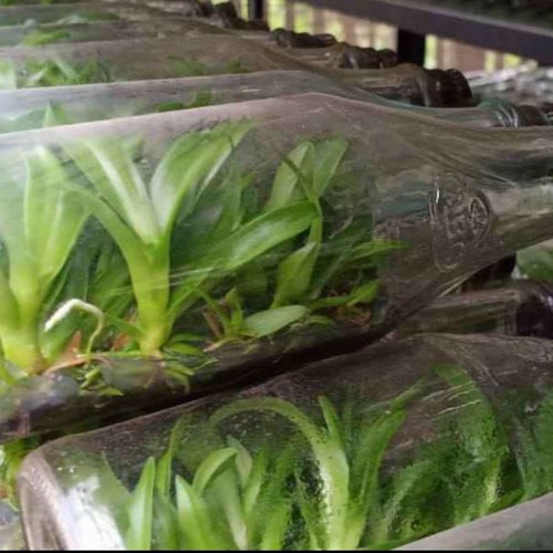 Jual Bibit Anggrek Dendro botol Isi 20 Bibit plus | Shopee Indonesia