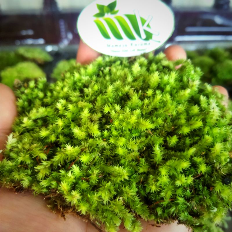 Jual Lumut Moss Darat Paludarium Terarium dan Vivarium | Shopee Indonesia